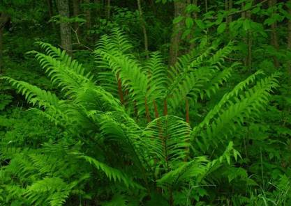 Kas ir papardes zieds?